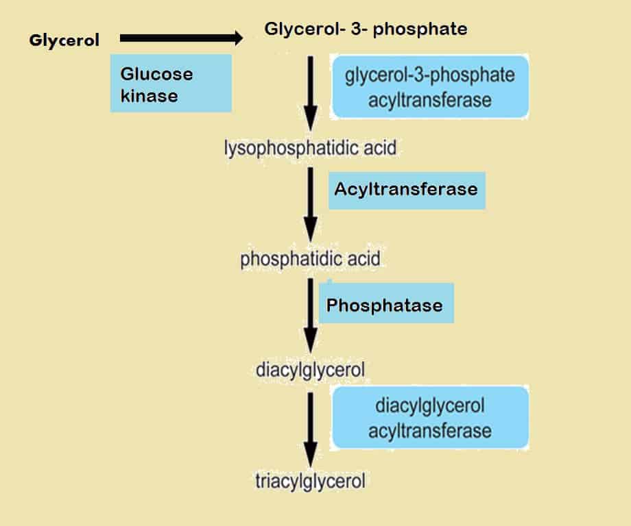 Metabolism of Triacylglycerol - www.medicoapps.org