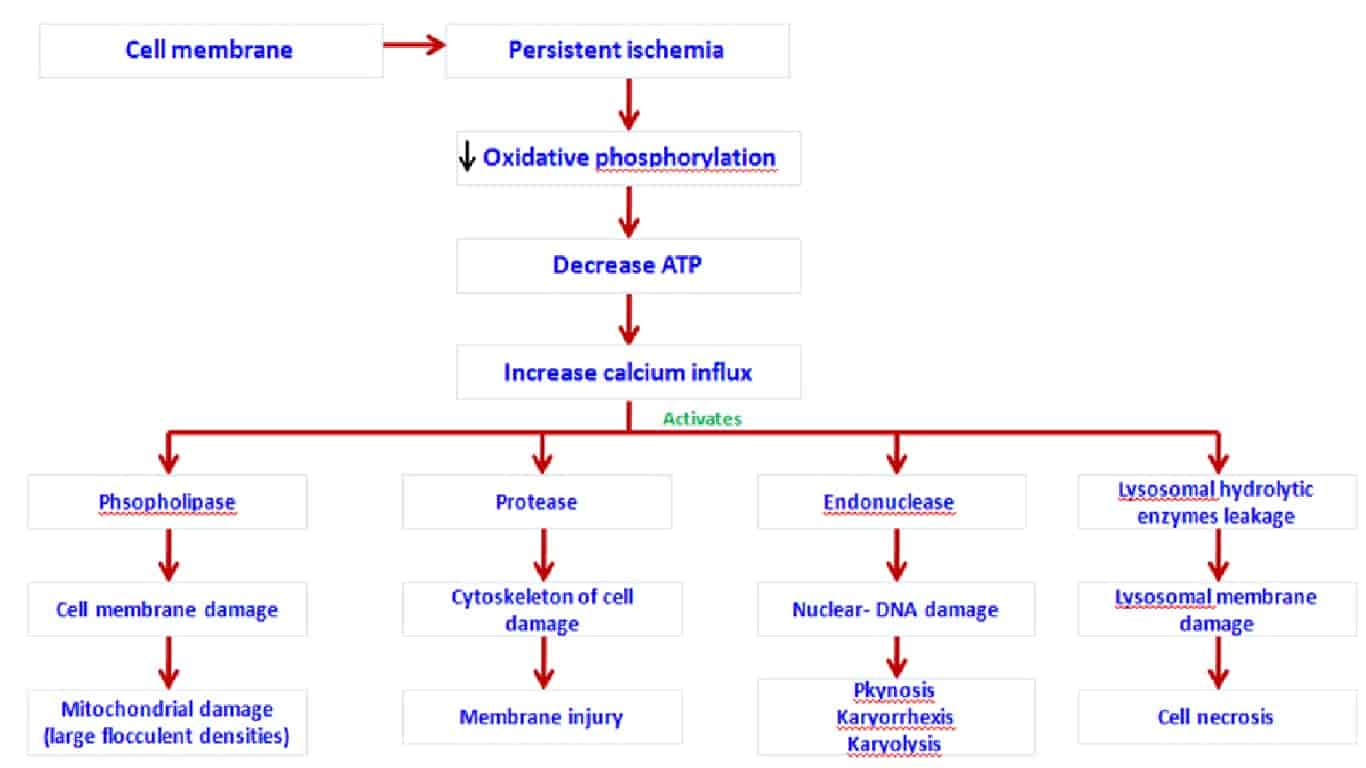 Irreversible cell injury - www.medicoapps.org