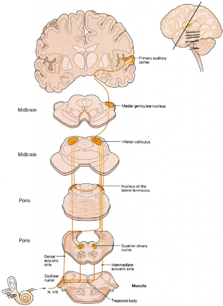 The-central-auditory-pathways - New