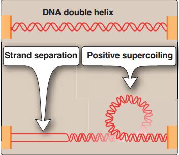 dna double helix - New