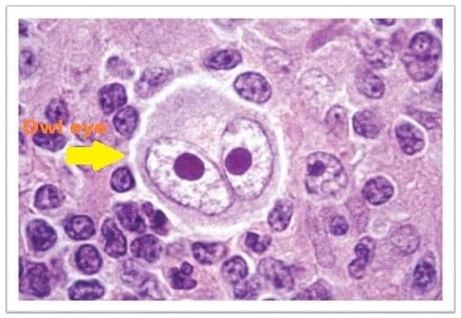 med_classic_rs_cell - New