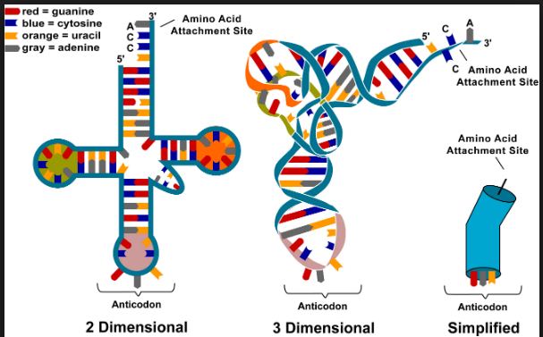 Structure of RNA - New