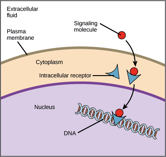 RECEPTORS - CLASSIFICATION - New