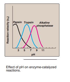Factors affecting enzyme activity - www.medicoapps.org