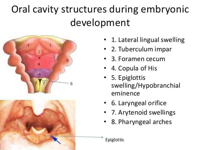 Glossopharyngeal Nerve - New