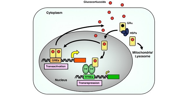 Glucocorticoids - Functions & Regulation - www.medicoapps.org