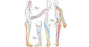 Important dermatomes and anatomical landmarks - New