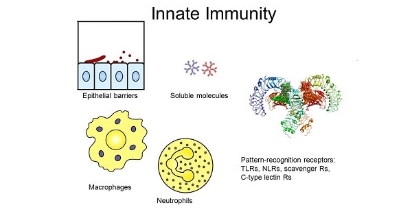 Innate Immunity - New