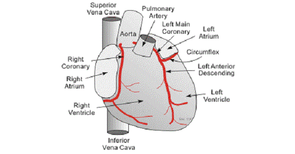 Myocardial Oxygen Demand - New