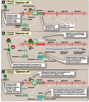 REGULATION OF GENE EXPRESSION & OPERON CONCEPT - www.medicoapps.org