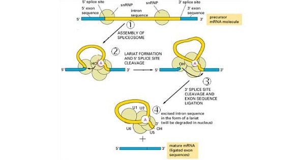 Mechanism of Splicing - New
