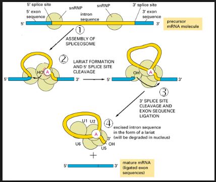 Mechanism of Splicing - New