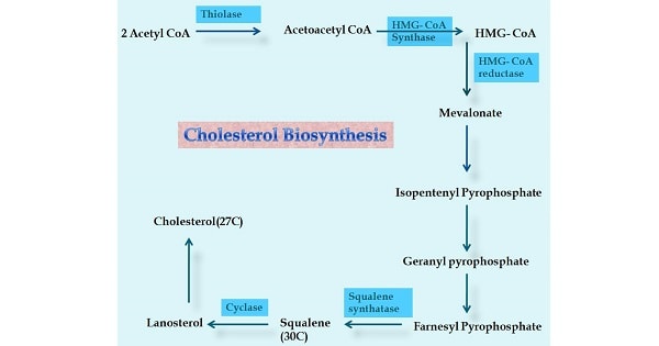 Cholesterol Synthesis - www.medicoapps.org