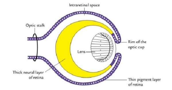 Development of Eye - New