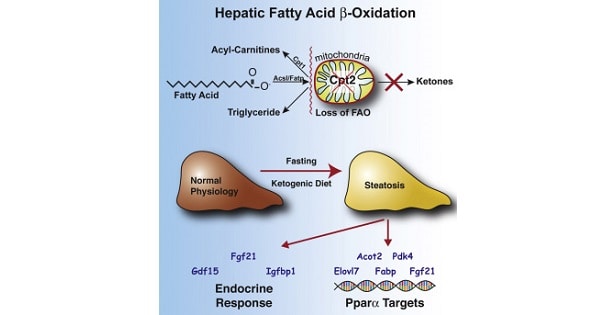 Fatty Acid Examples