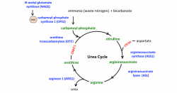 Disorders of urea cycle - New