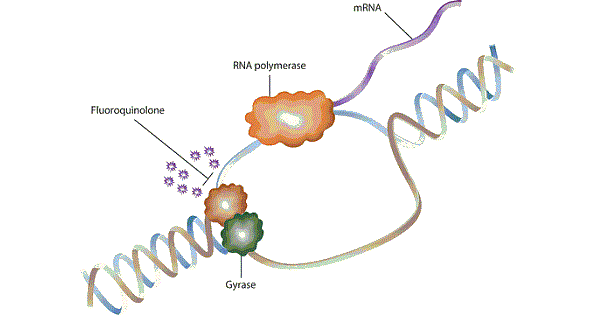 Fluoroquinolones - New