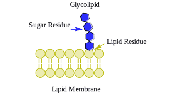 Glycolipids - New