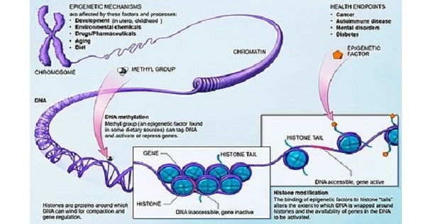 Jumping Gene, Epigenetics - www.medicoapps.org