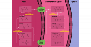 Malate Shuttle - New