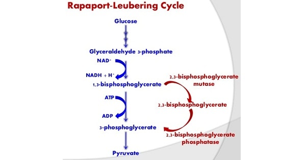Rapoport- Leubering Cycle - www.medicoapps.org