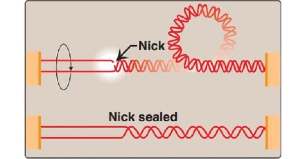 Supercoiling of DNA - New