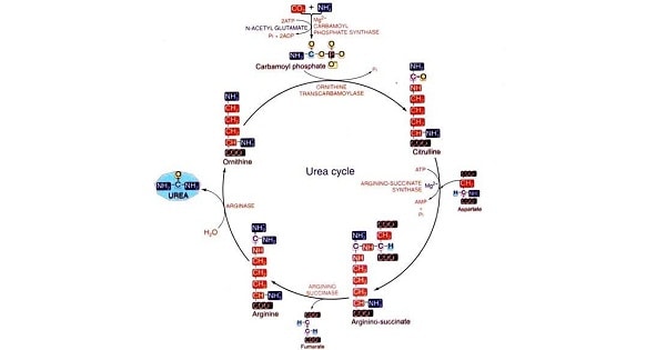 Urea Cycle - New
