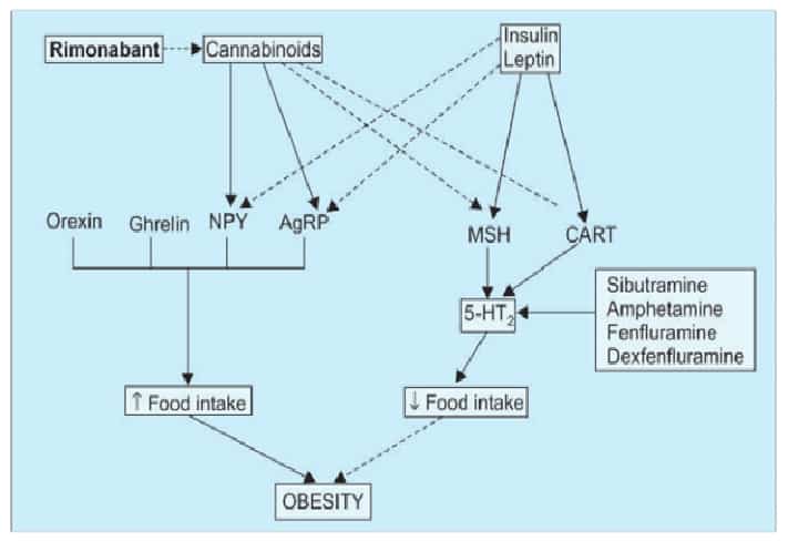 Anti-Obesity Drugs - New