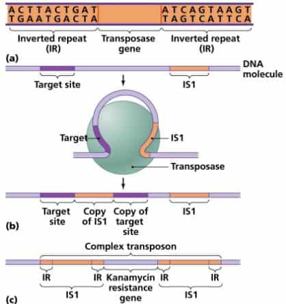 Jumping Gene, Epigenetics - New