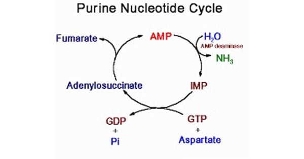Degradation of Purine Nucleotides - www.medicoapps.org