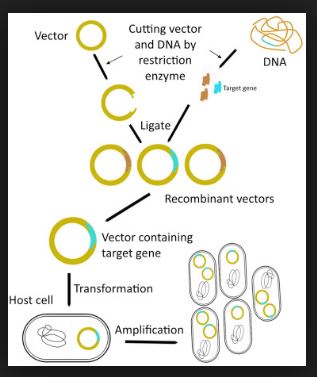 Recombinant Dna Technology - New