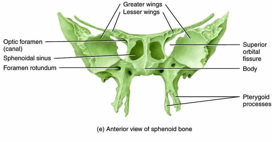 anterior_view_of_the_sphenoid-150106C62B91D683C8D - New