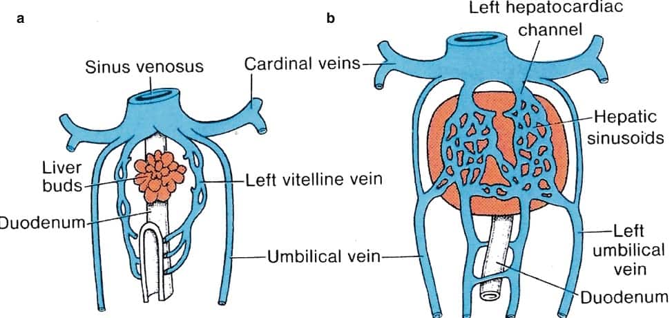 vitelline veins parts - New