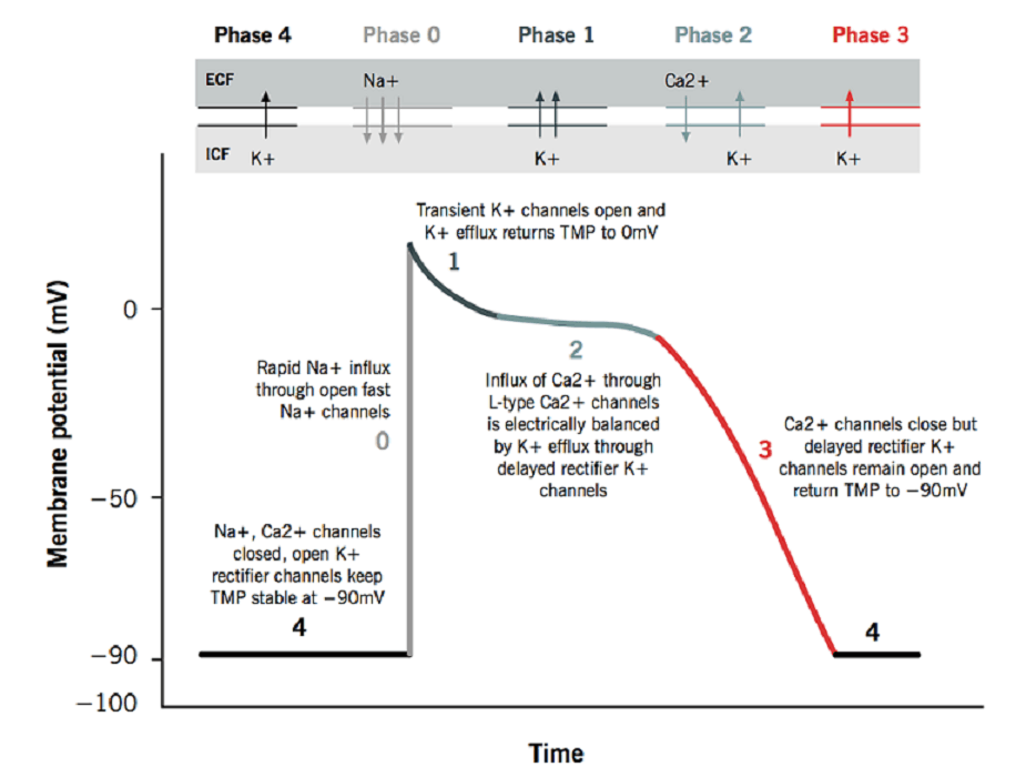 CARDIAC CONDUCTION - New