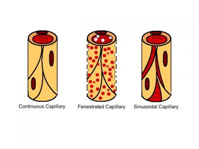 Different_Types_of_Capillaries - New