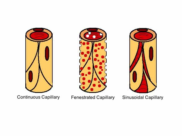 Different_Types_of_Capillaries - New